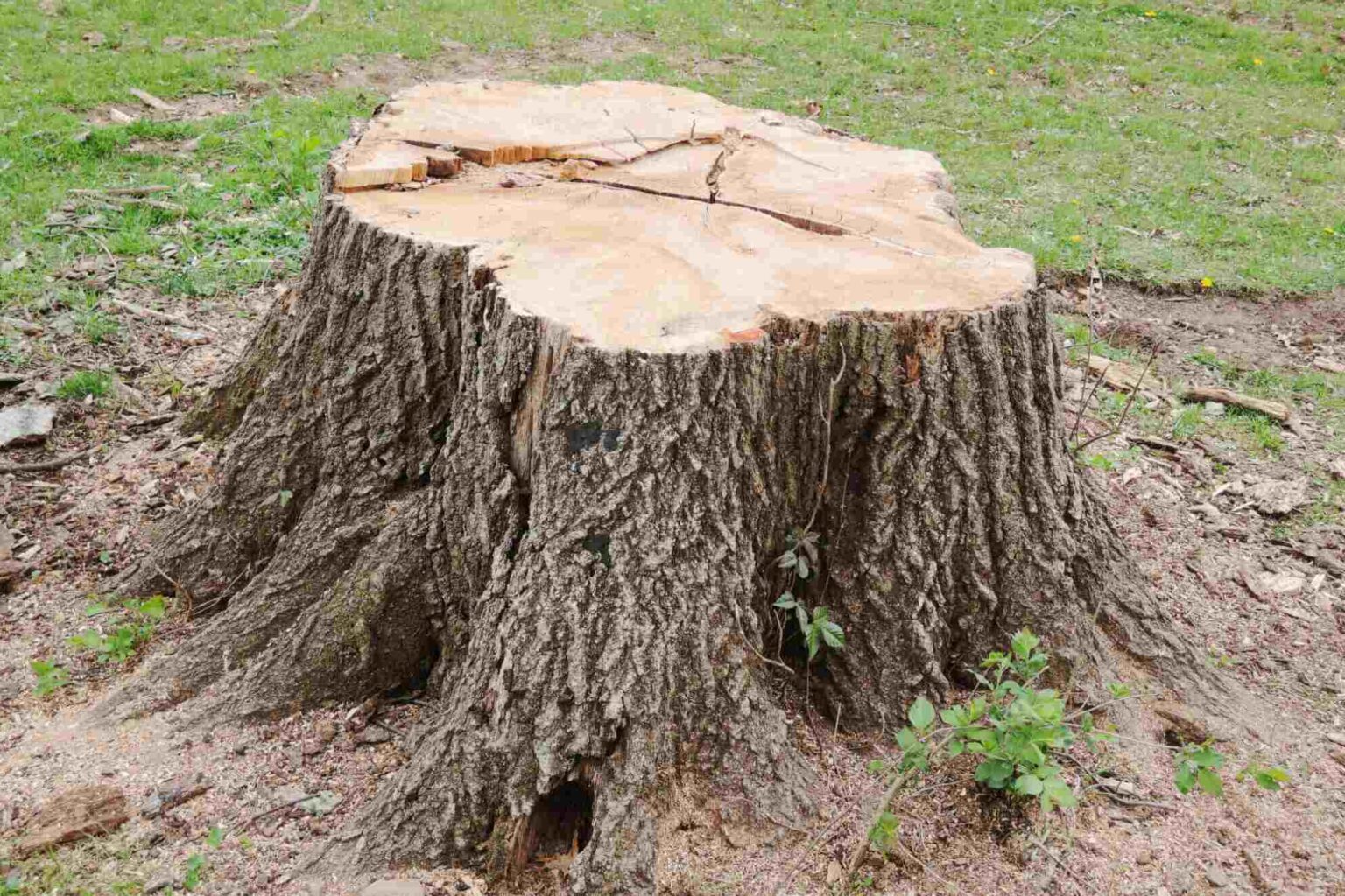 How to Get Rid of Tree Stumps: Simple and Eco-Friendly Methods : Loads ...